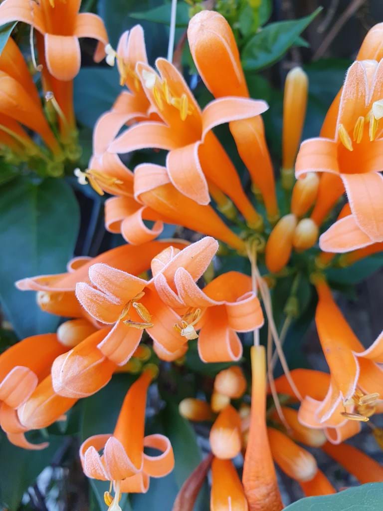 Pyrostegia venusta