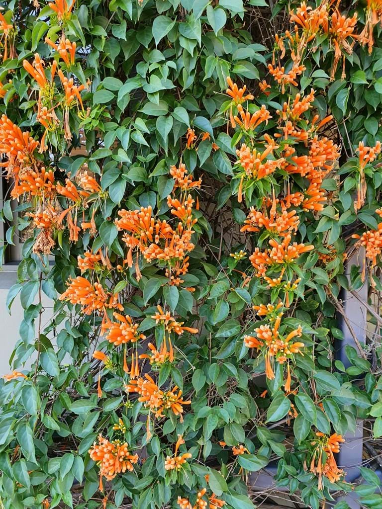 Pyrostegia venusta