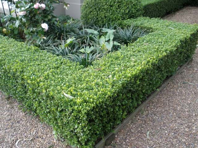 Landscape Design | Sydney NSW | Outside Living | Buxus microphylla var ...