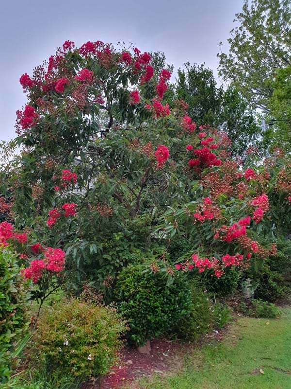 Landscape Design | Sydney NSW | Outside Living | Corymbia feature plant
