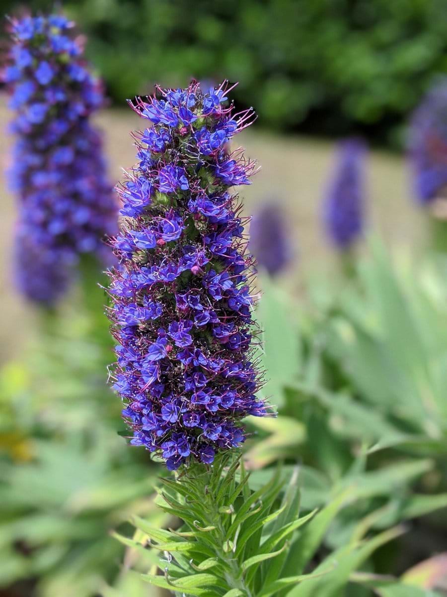 Echium candicans