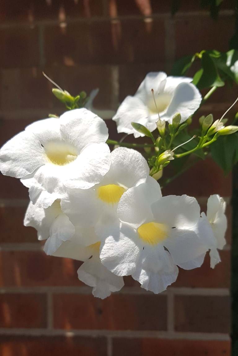 Pandorea jasminoides ‘Alba’