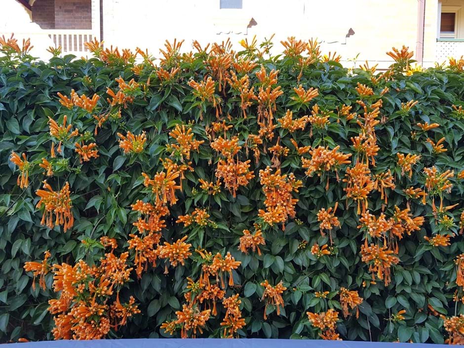 Pyrostegia venusta