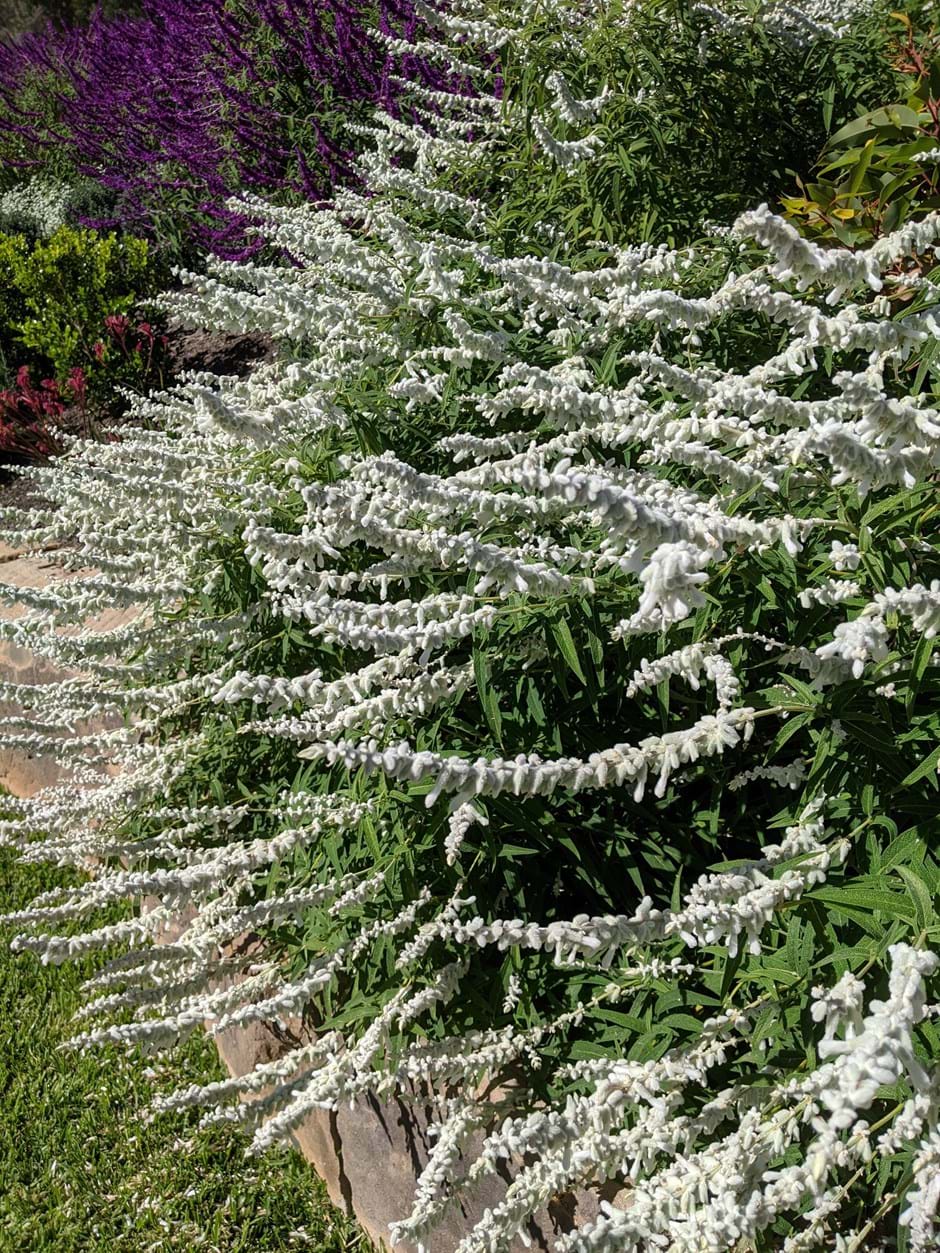 Salvia leucantha